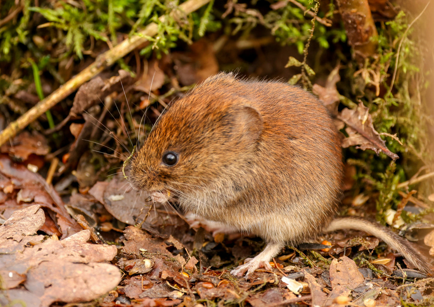 Gophers, Moles, & Voles – Digger's Product Development